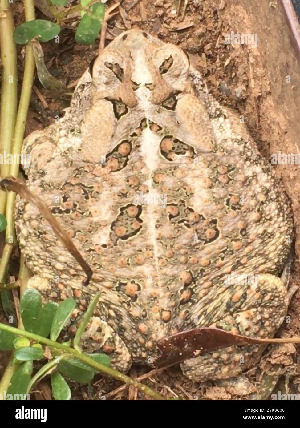Southern Toad (Anaxyrus terrestris Stock Photo - Alamy