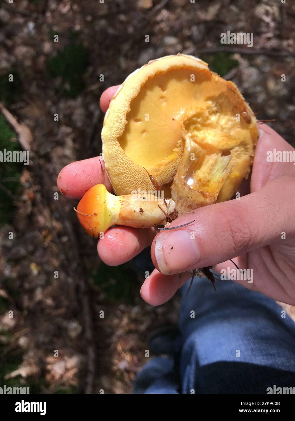 Larch Bolete (Suillus grevillei Stock Photo - Alamy