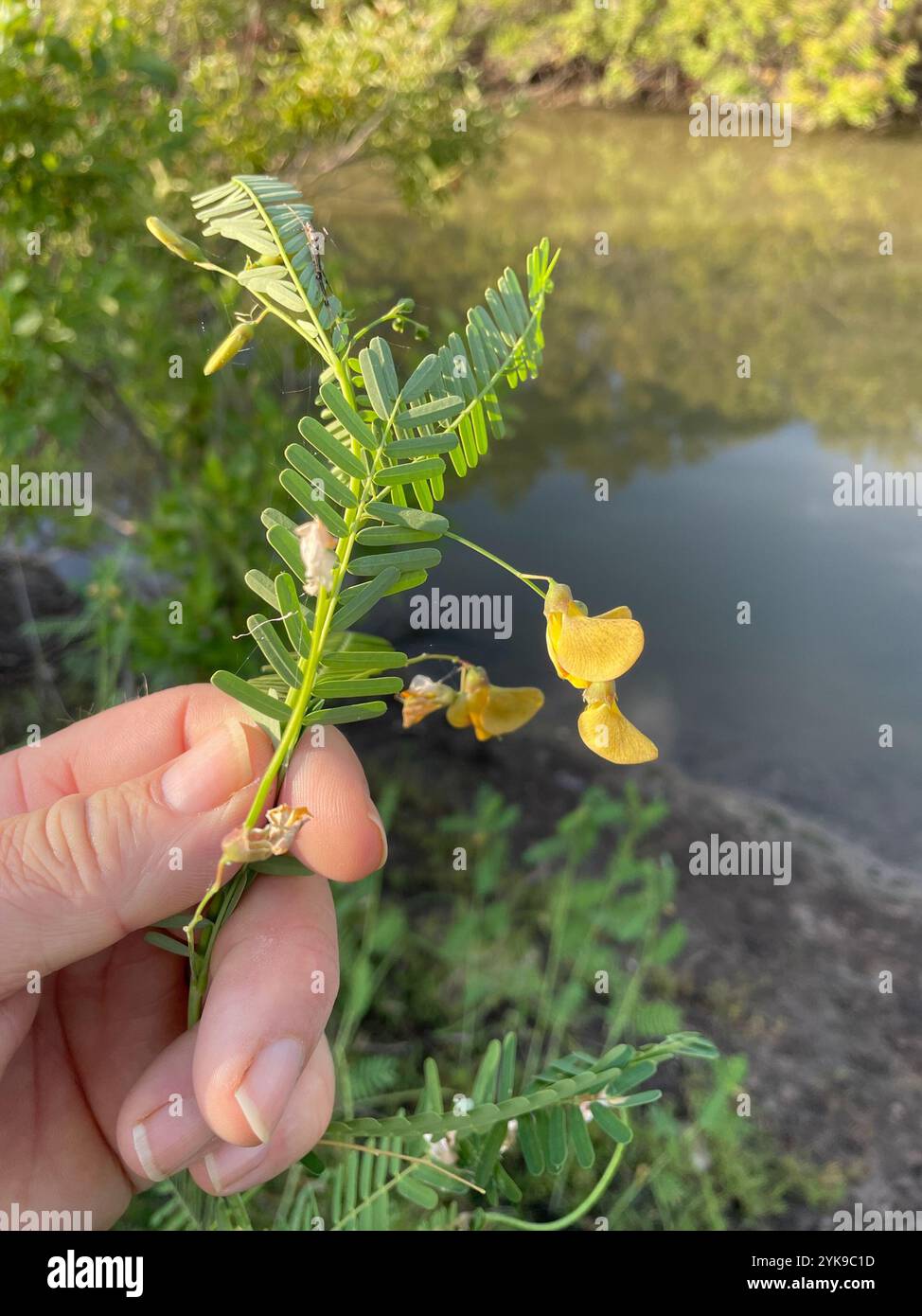 bigpod sesbania (Sesbania herbacea Stock Photo - Alamy