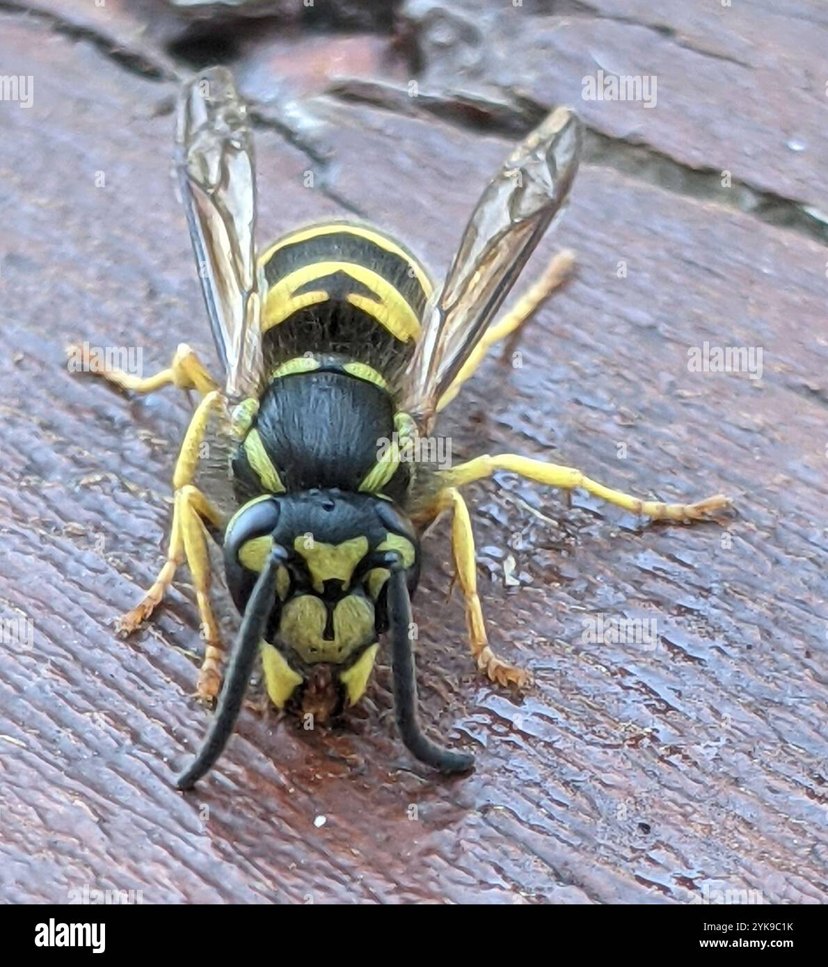 Eastern Yellowjacket (Vespula maculifrons Stock Photo - Alamy