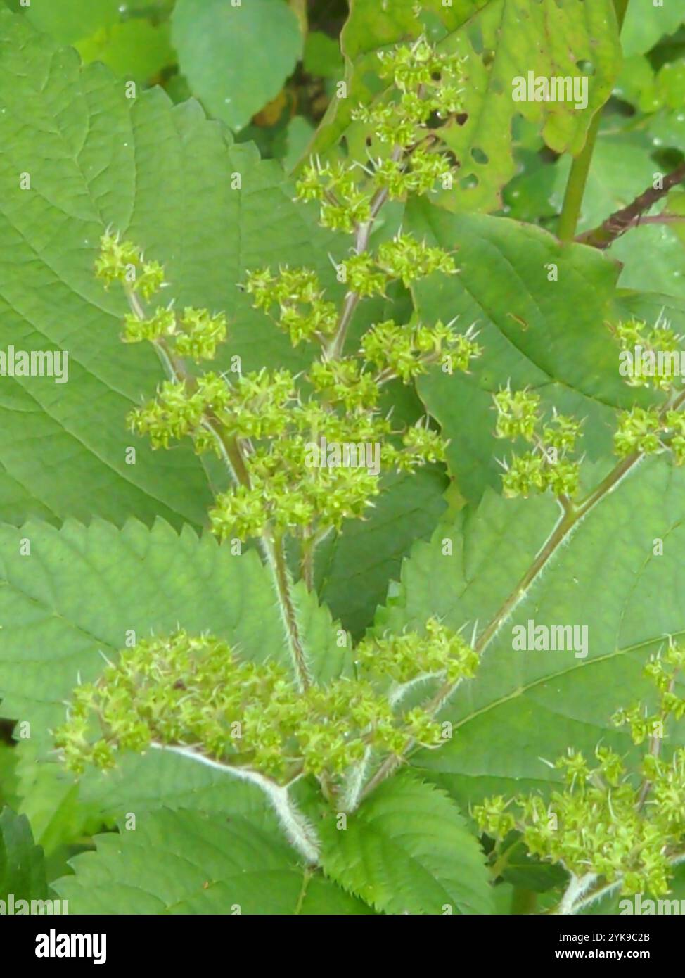 wood nettle (Laportea canadensis Stock Photo - Alamy