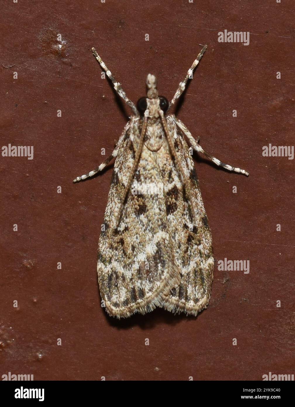 Double-striped Scoparia Moth (Scoparia biplagialis Stock Photo - Alamy