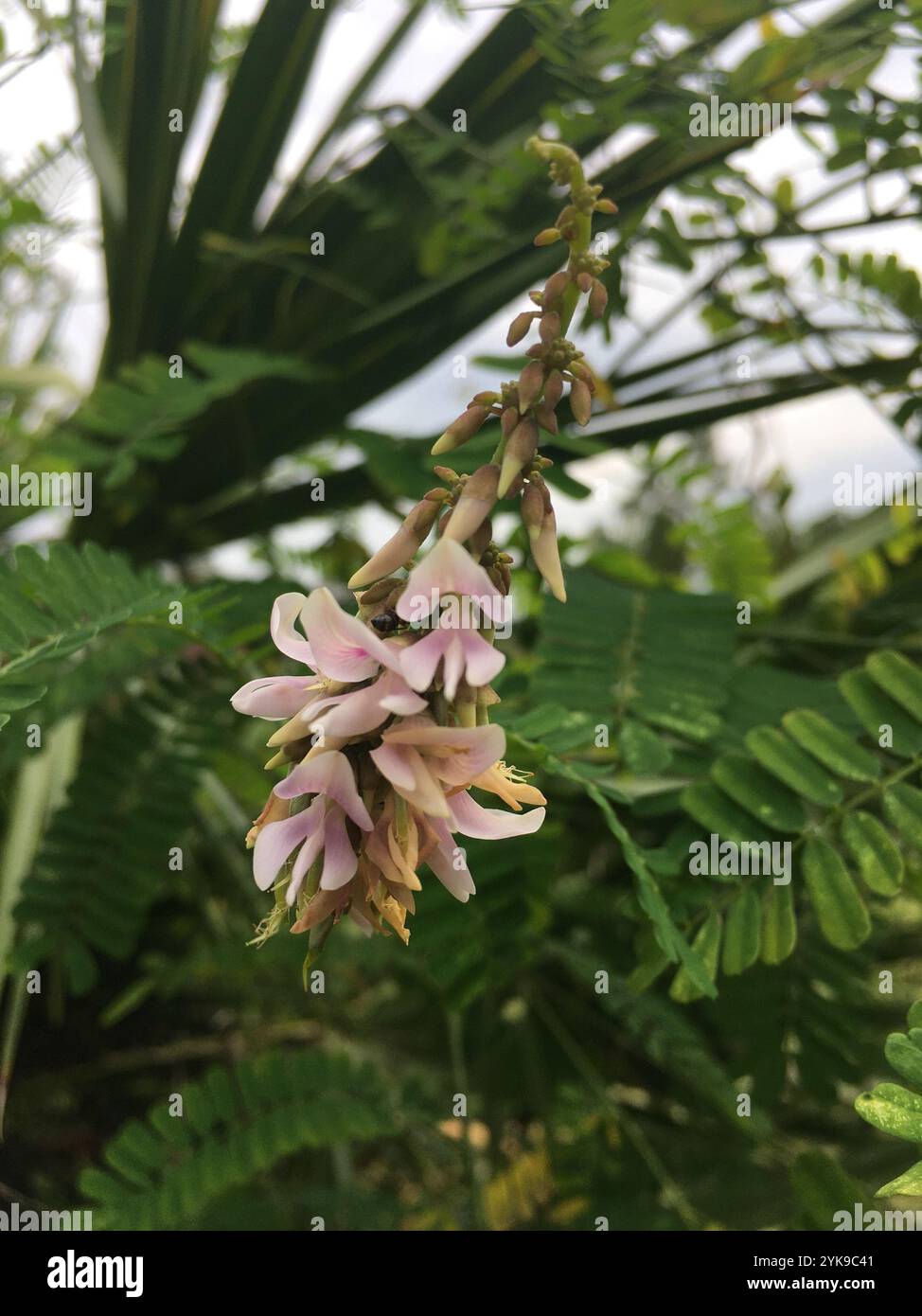 rosary pea (Abrus precatorius Stock Photo - Alamy