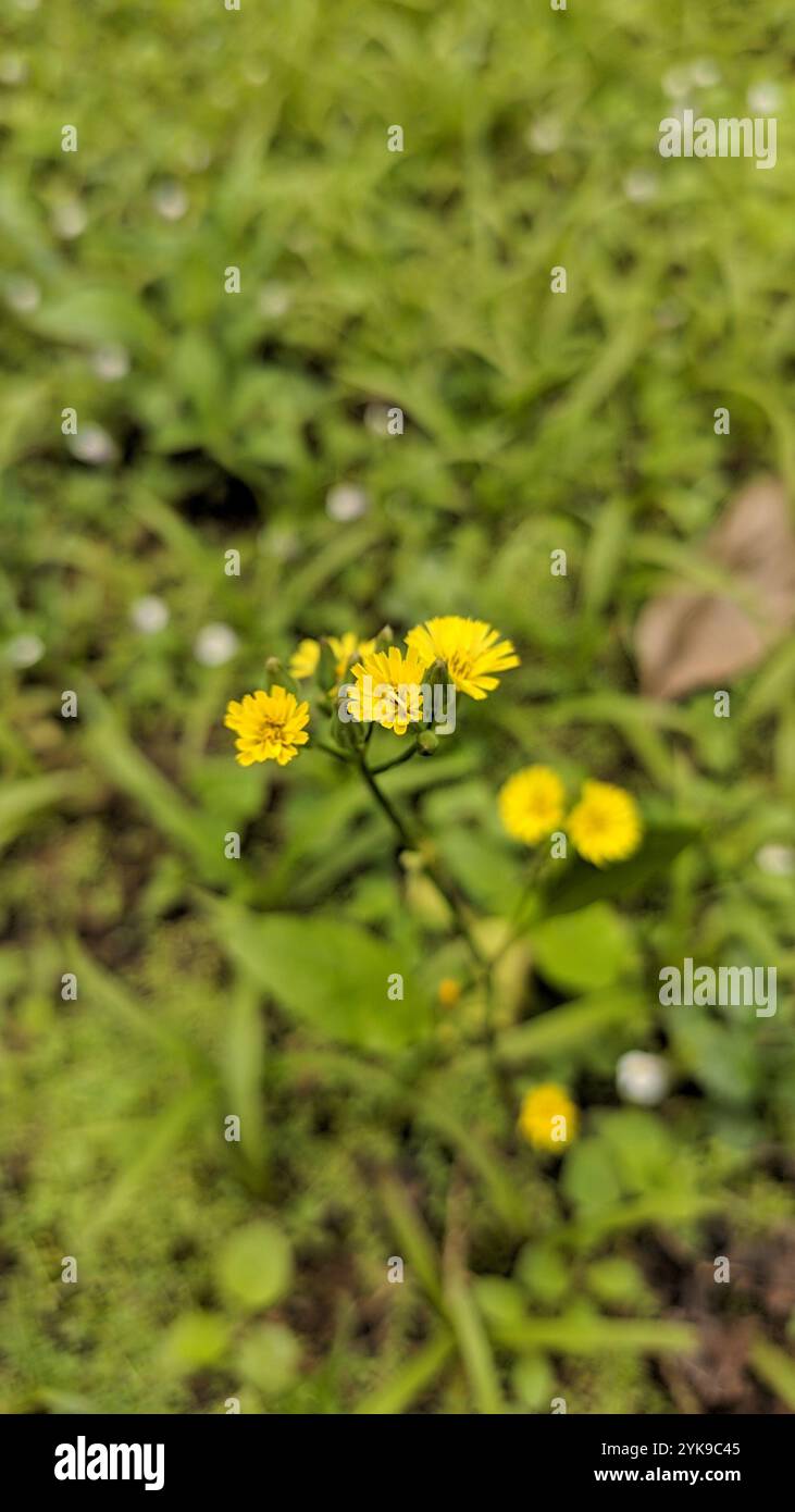 Oriental false hawksbeard (Youngia japonica Stock Photo - Alamy