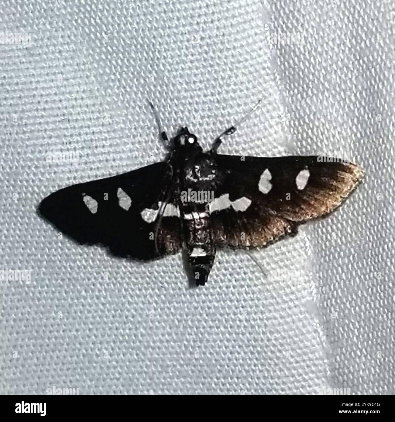 Grape Leaffolder and Leafroller Moths (Desmia funeralis Stock Photo - Alamy