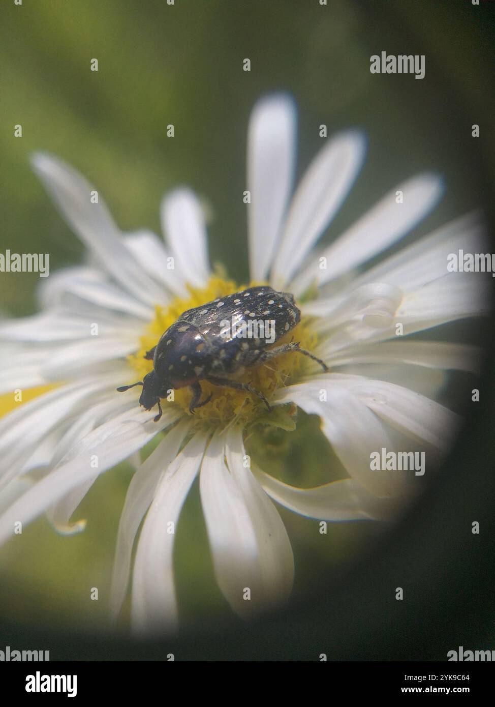 Common Dotted Fruit Chafer (Oxythyrea marginalis Stock Photo - Alamy