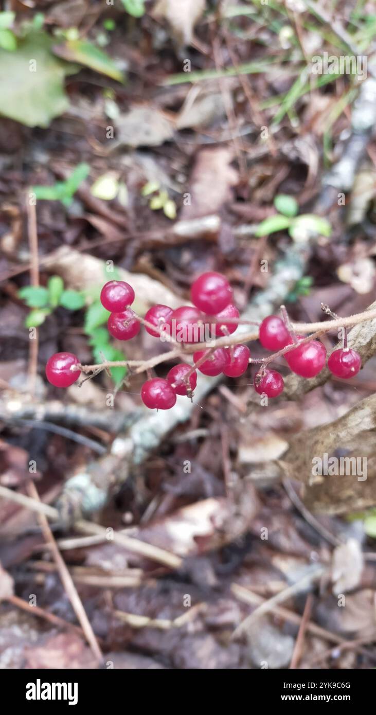 Japanese Mayflower (Maianthemum japonicum Stock Photo - Alamy