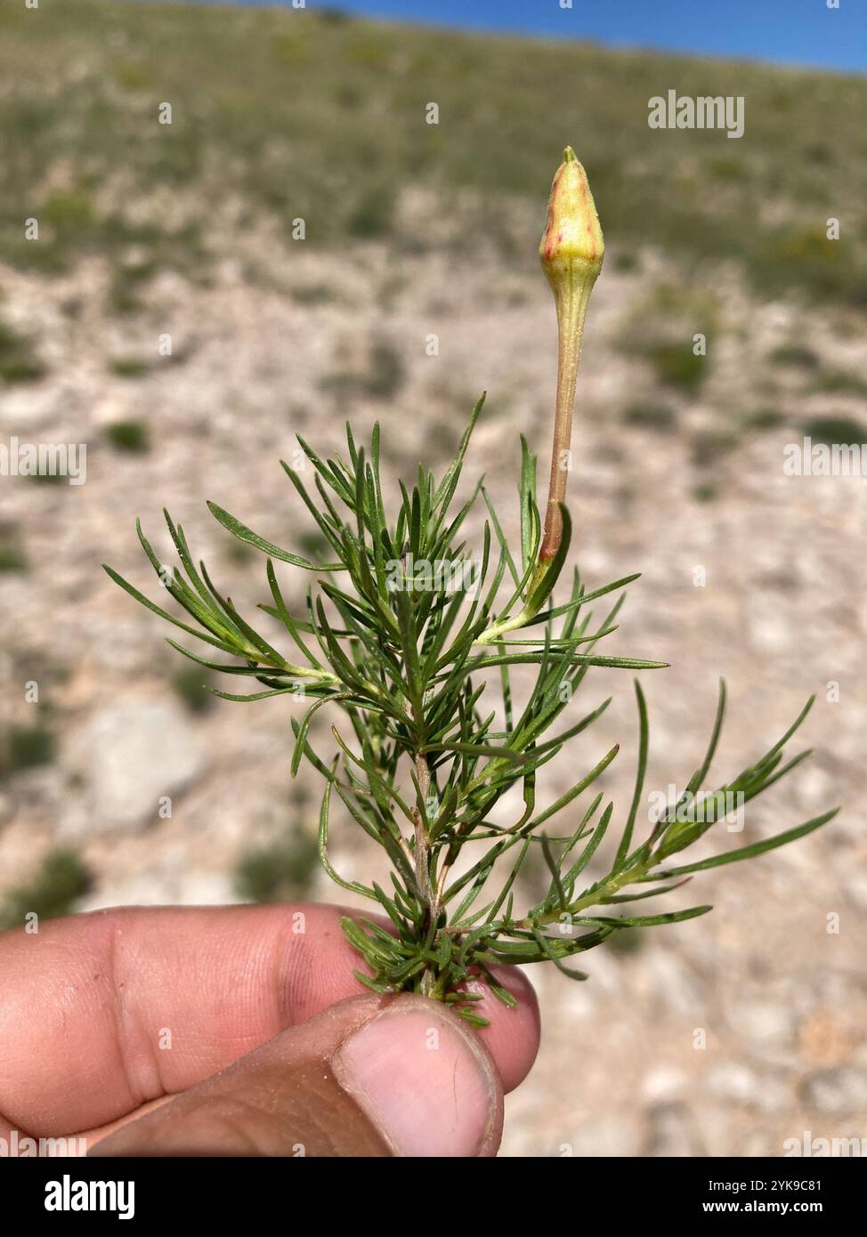 (Oenothera hartwegii filifolia Stock Photo - Alamy