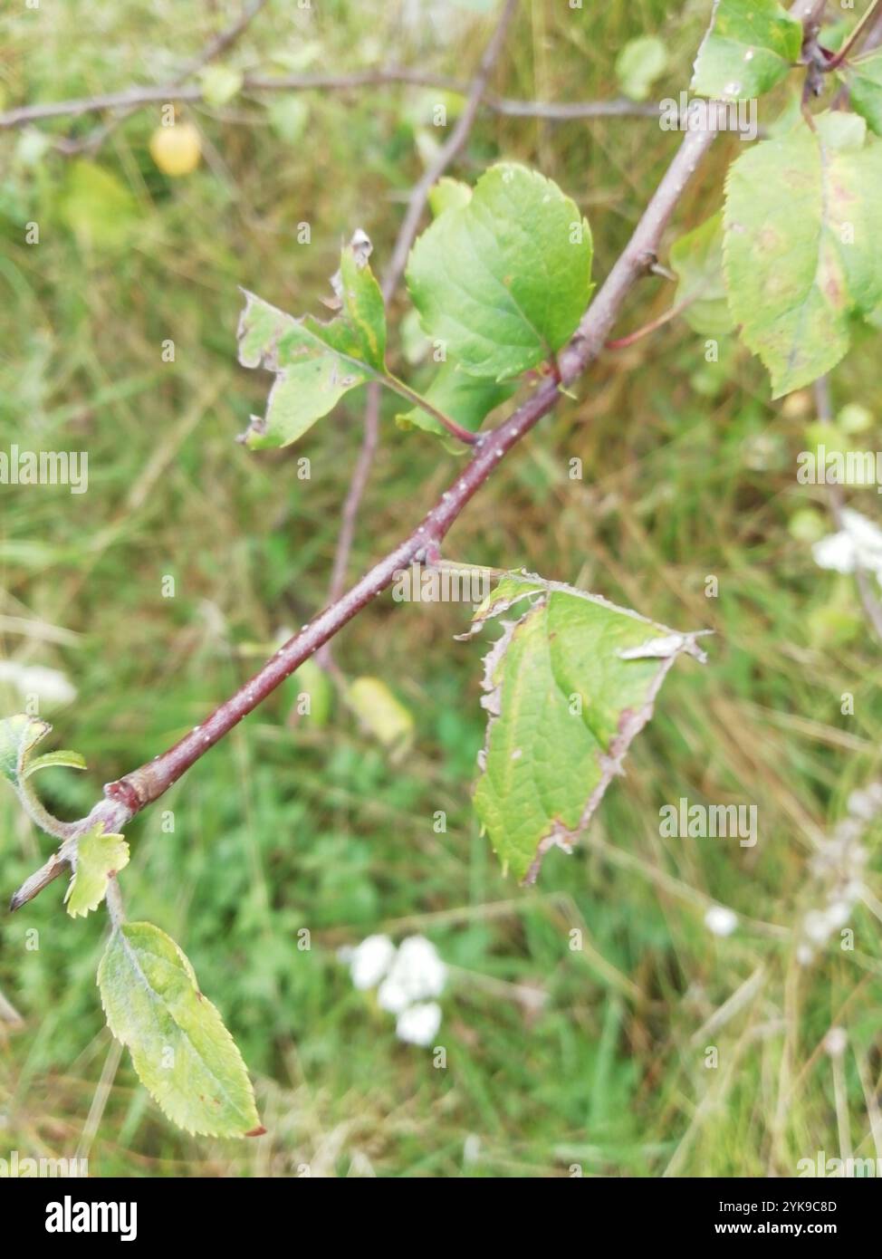 Siberian crabapple (Malus baccata Stock Photo - Alamy