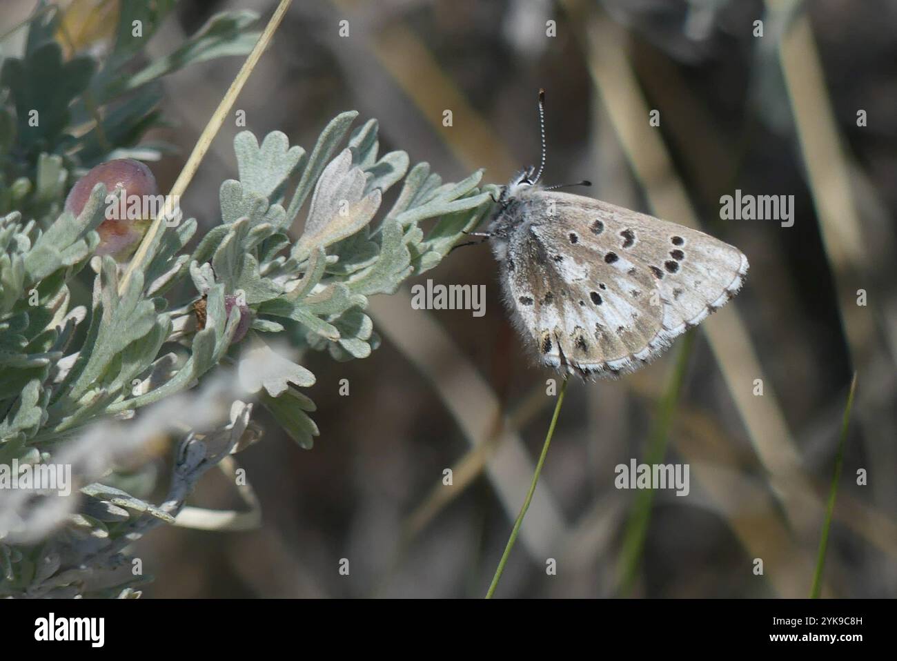 Arrowhead Blue (Glaucopsyche piasus Stock Photo - Alamy