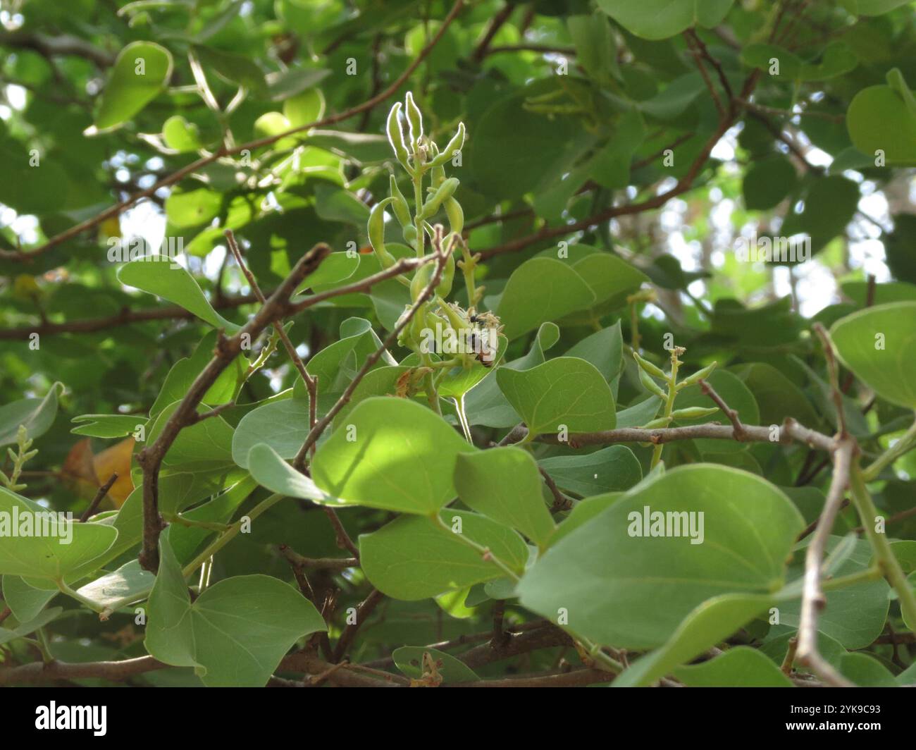 Bauhinia racemosa hi-res stock photography and images - Alamy