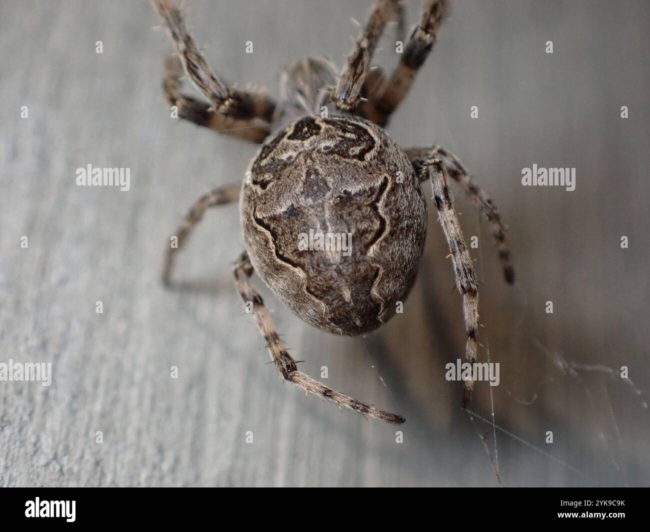 Grey Cross Spider (Larinioides sclopetarius Stock Photo - Alamy