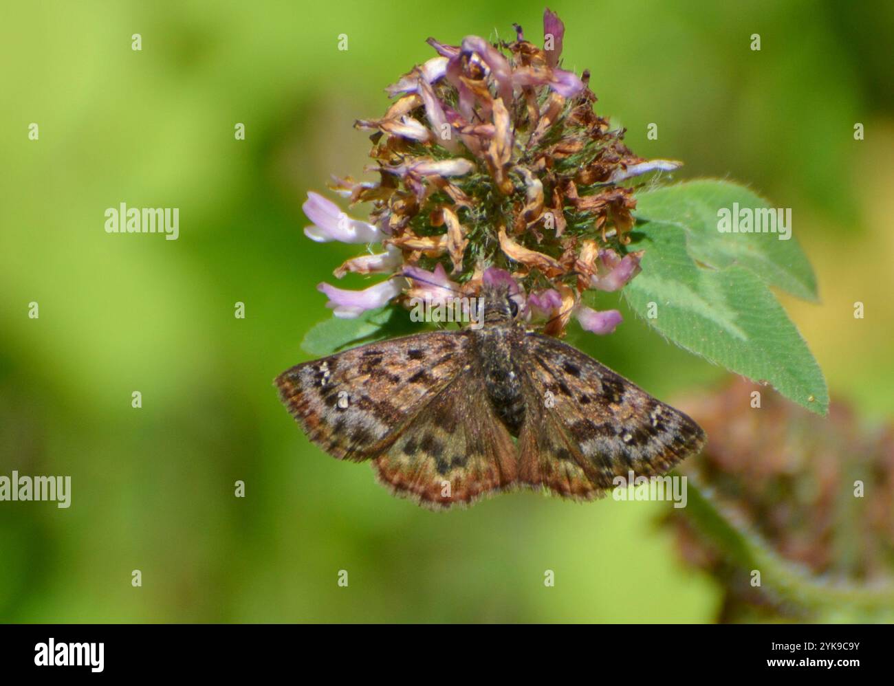 Mottled duskywing hi-res stock photography and images - Alamy