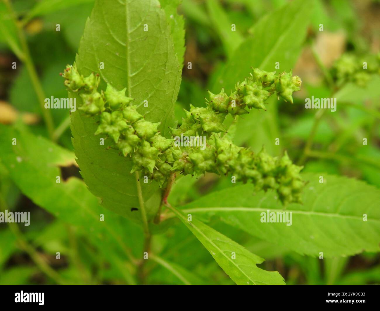 Penthorum hi-res stock photography and images - Alamy