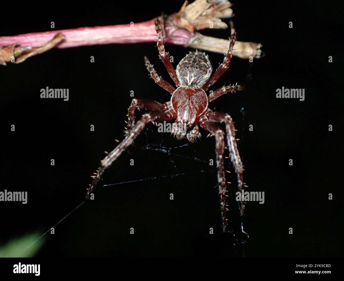 Furrow Spiders (Larinioides Stock Photo - Alamy