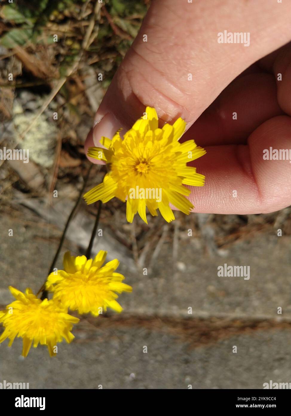 Lesser Hawkbit (Leontodon saxatilis saxatilis Stock Photo - Alamy