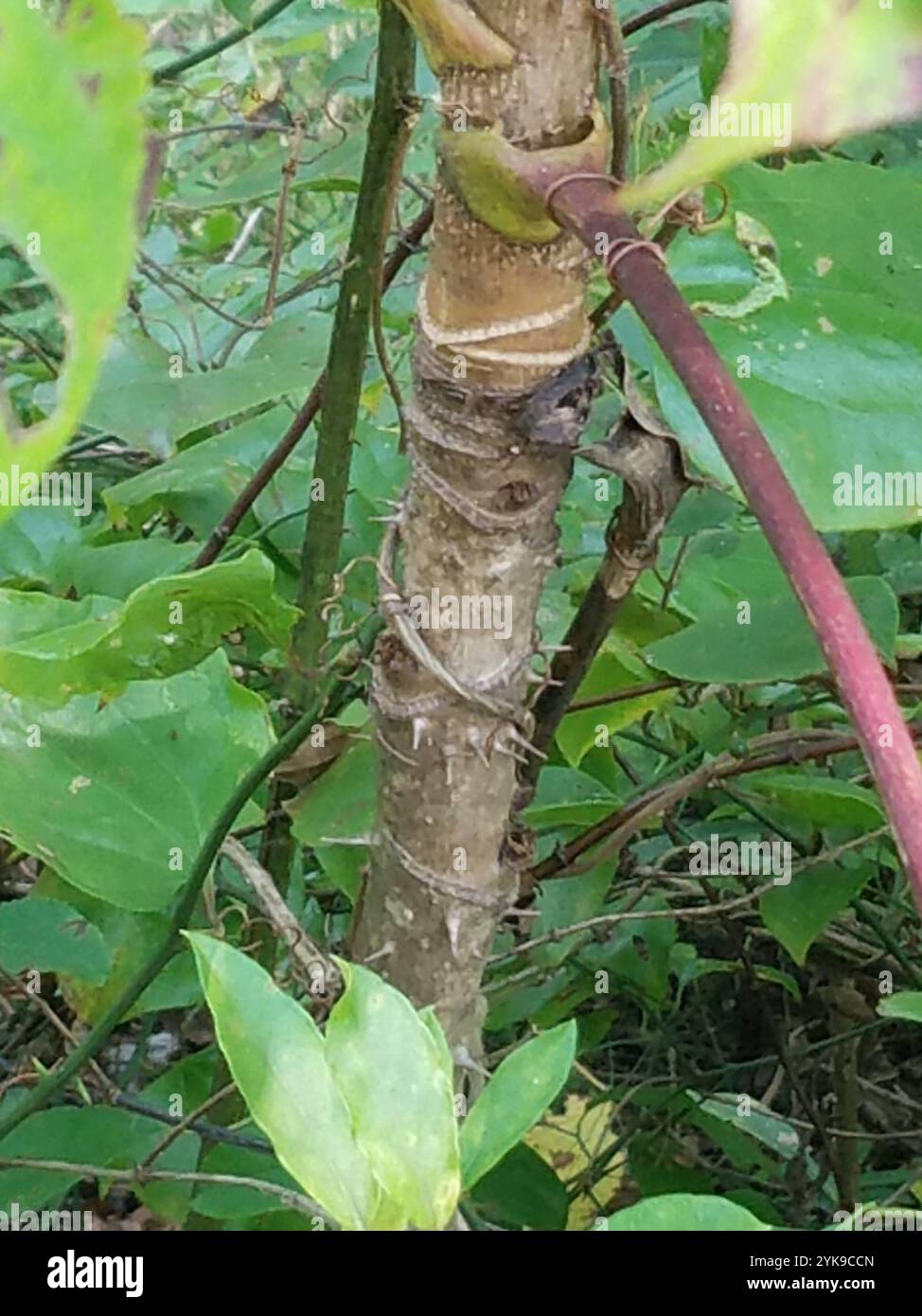 devil's walkingstick (Aralia spinosa Stock Photo - Alamy