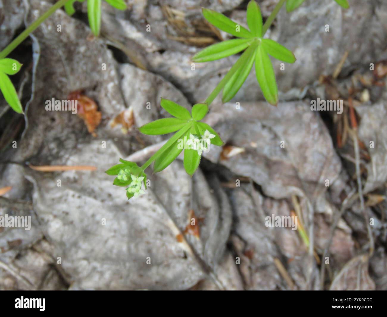 fragrant bedstraw (Galium triflorum Stock Photo - Alamy