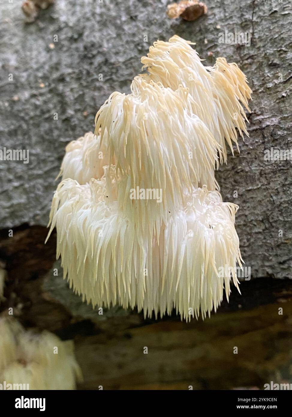 Bear's Head Tooth (Hericium americanum Stock Photo - Alamy