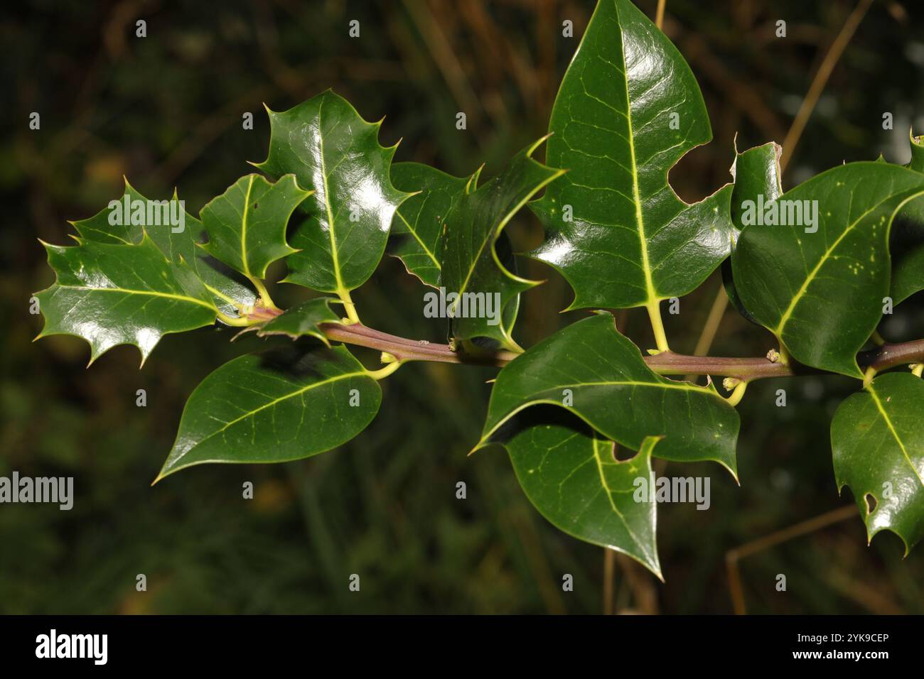 European holly (Ilex aquifolium Stock Photo - Alamy