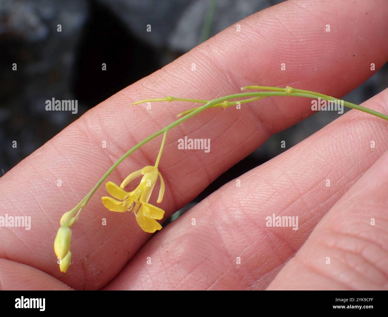 Flaxleaf hi-res stock photography and images - Alamy
