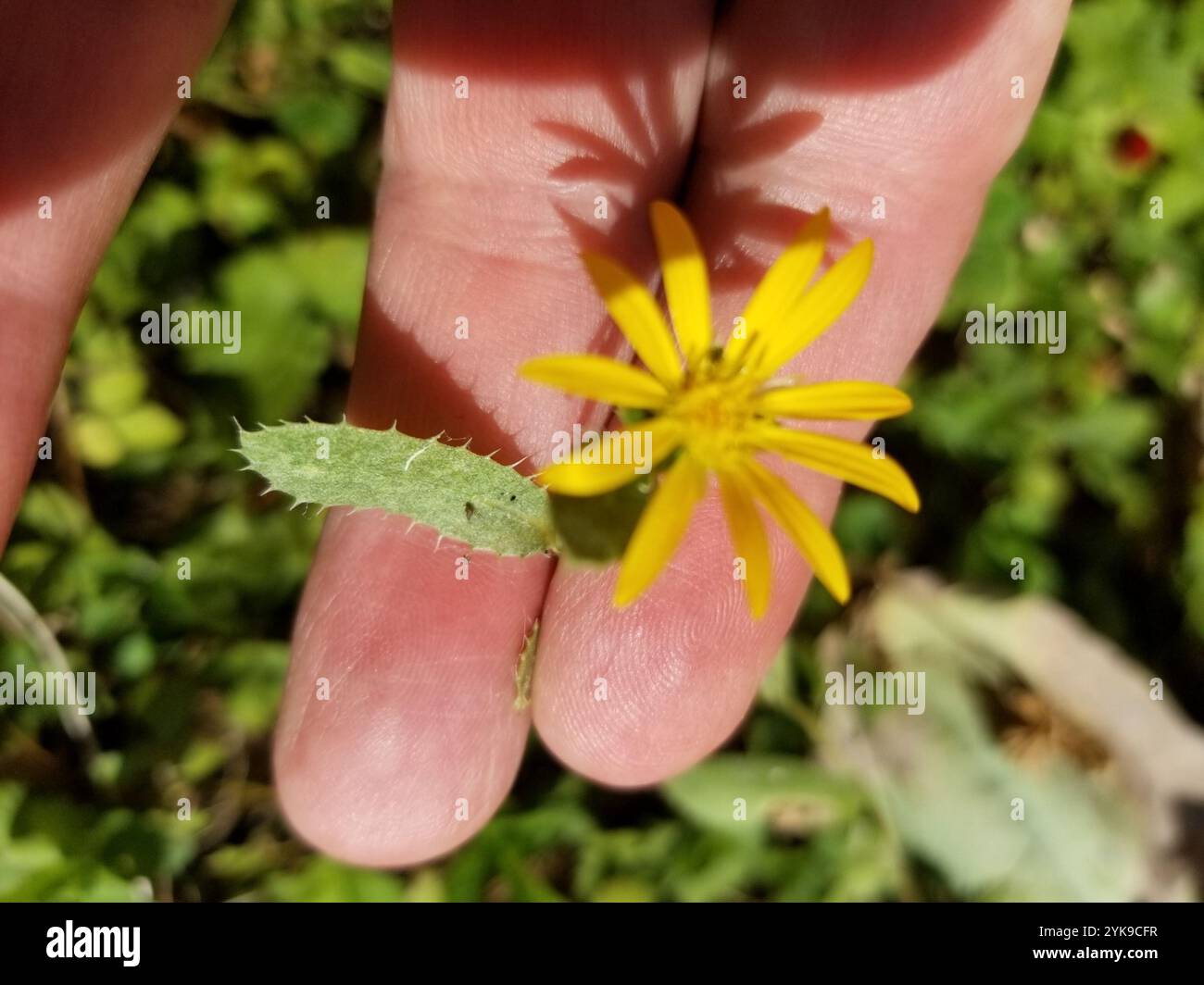 Grindelia lanceolata hi-res stock photography and images - Alamy