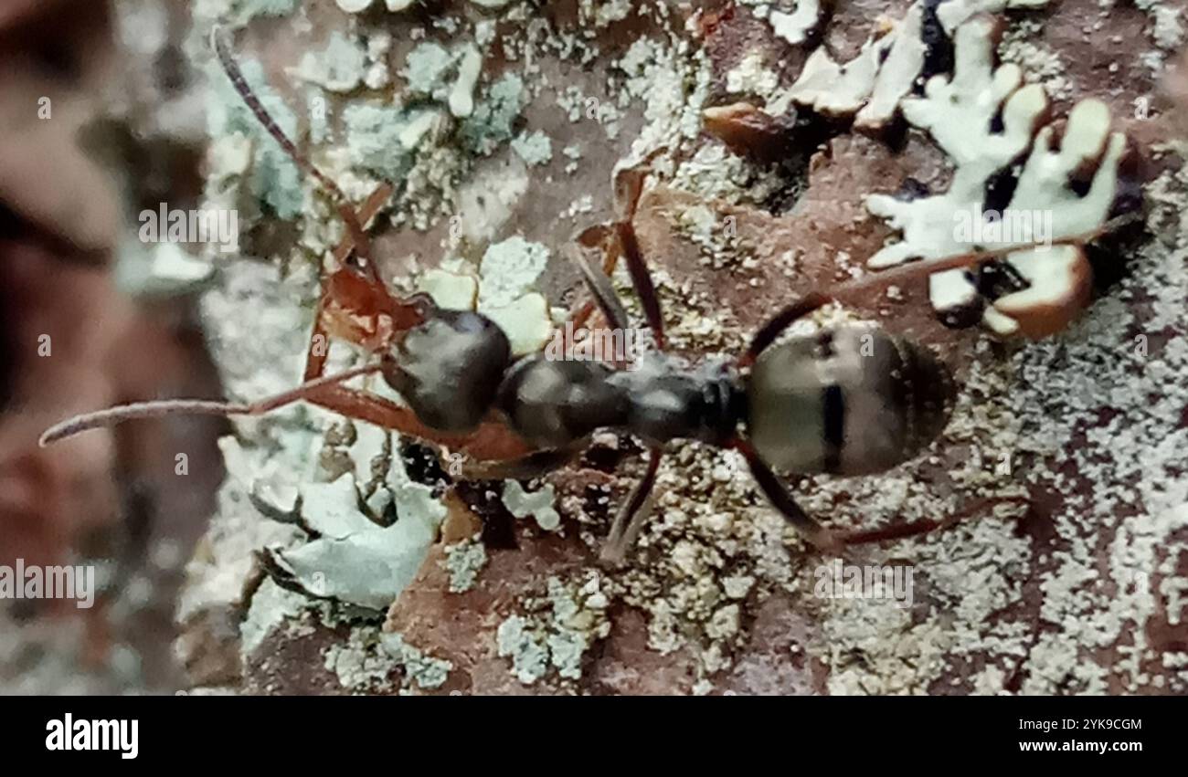 Wood, Mound, and Field Ants (Formica Stock Photo - Alamy