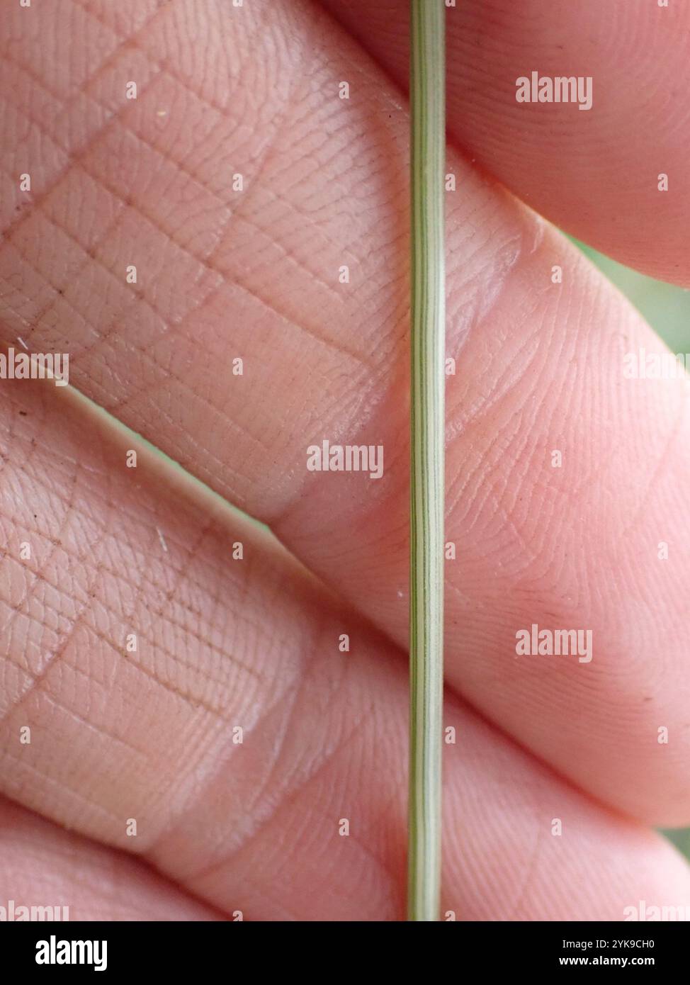 Rough fescue hi-res stock photography and images - Alamy