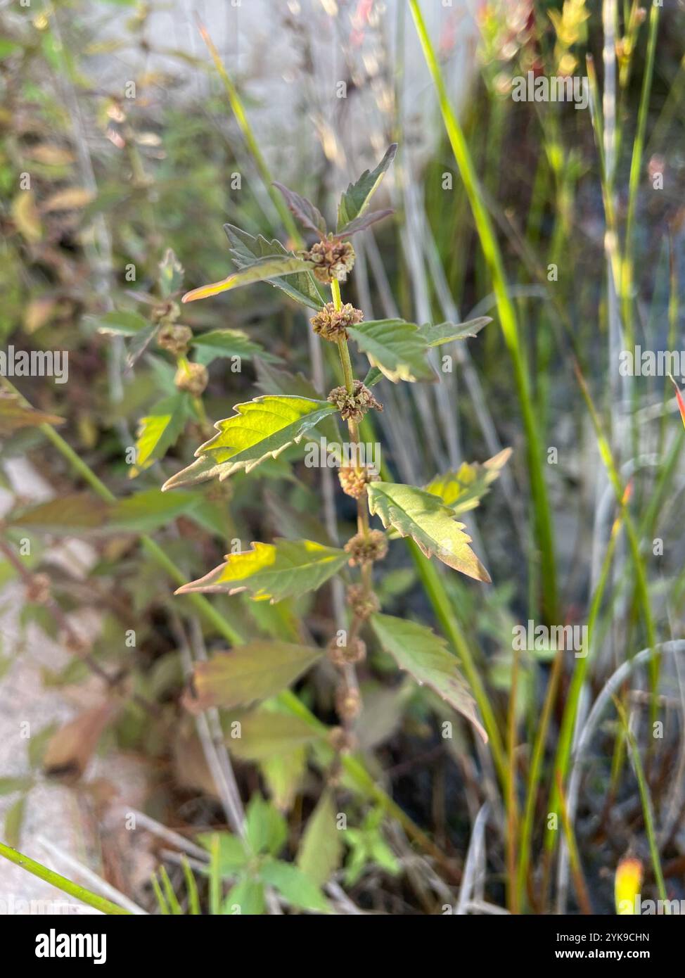 northern bugleweed (Lycopus uniflorus Stock Photo - Alamy