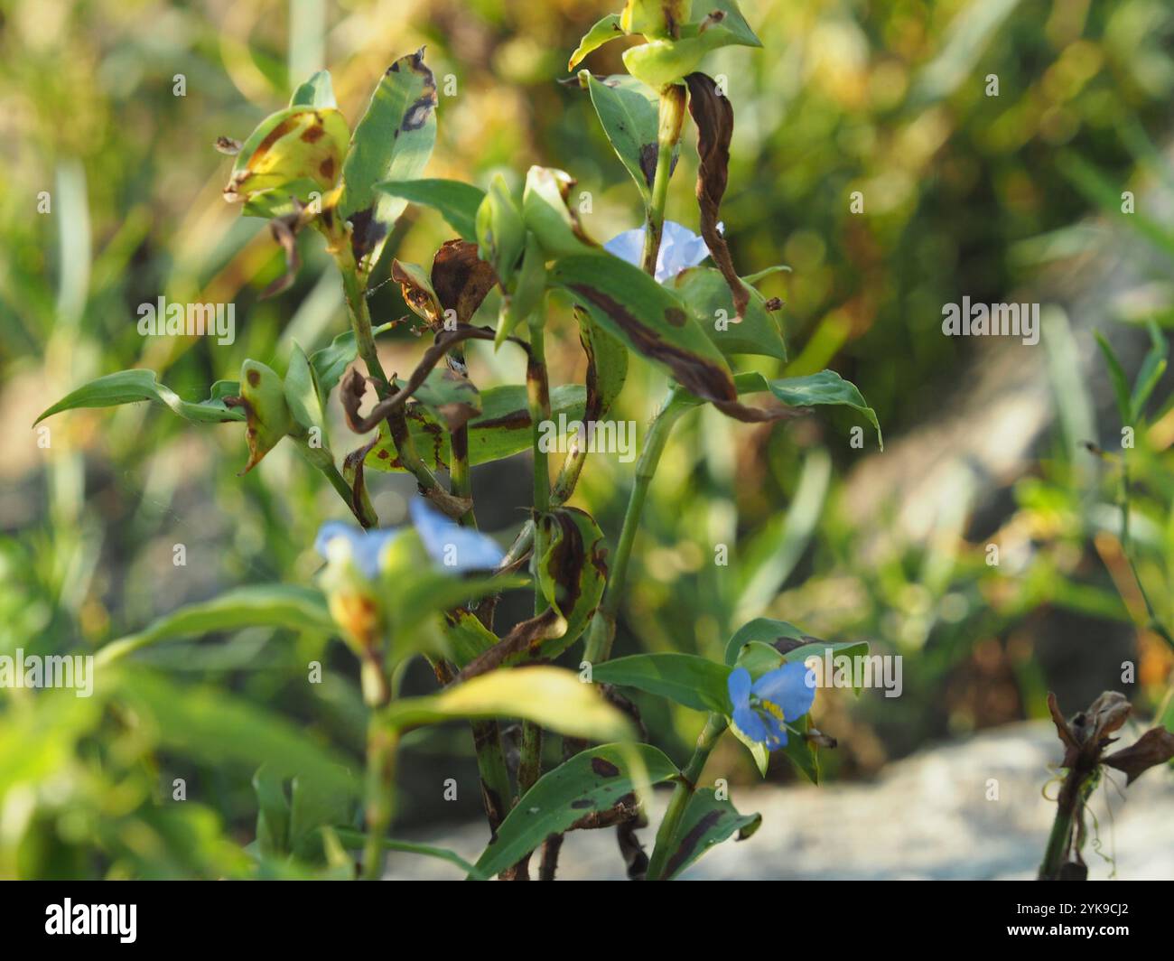 Virginia Dayflower (Commelina virginica Stock Photo - Alamy