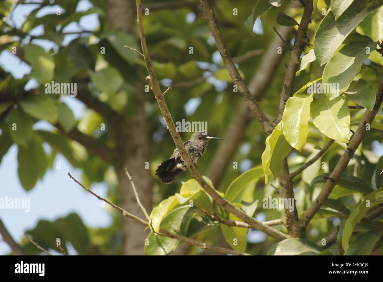Sapphire-spangled Emerald (Chionomesa lactea Stock Photo - Alamy