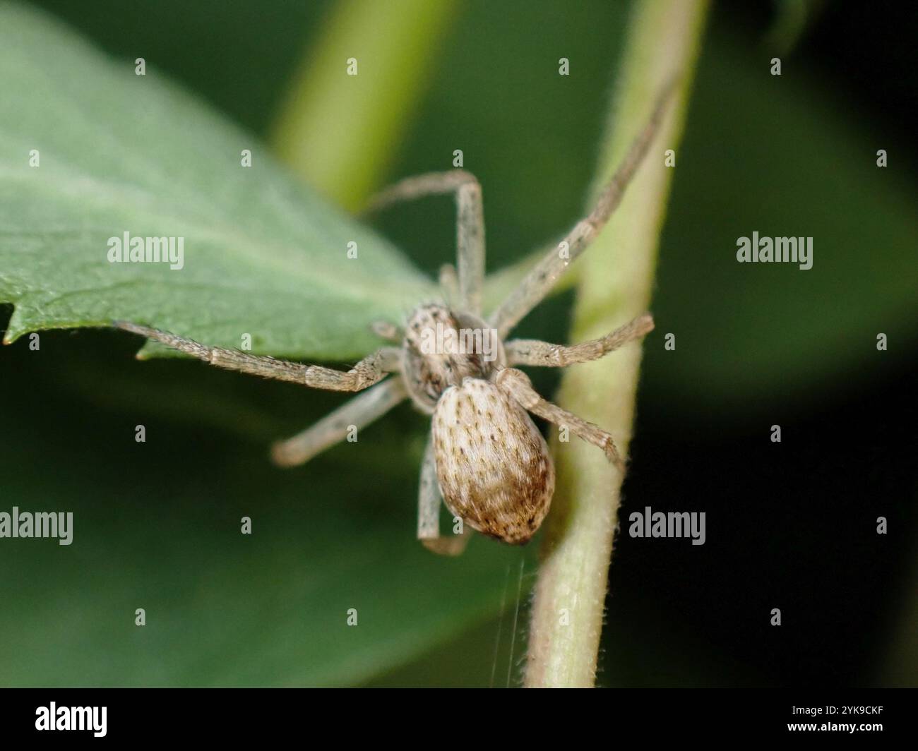 Running Crab Spiders (Philodromus Stock Photo - Alamy