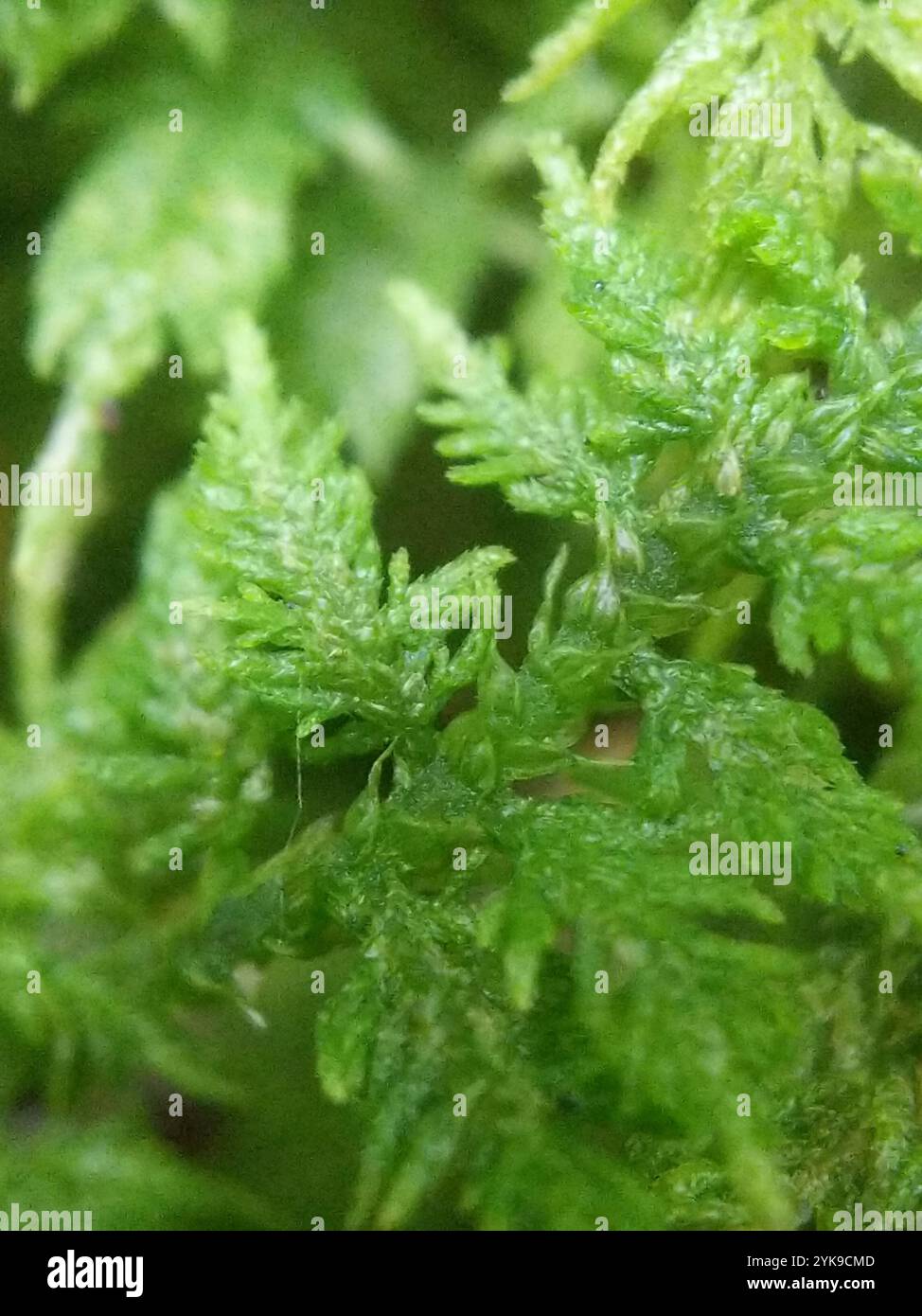 fern mosses (Thuidium Stock Photo - Alamy