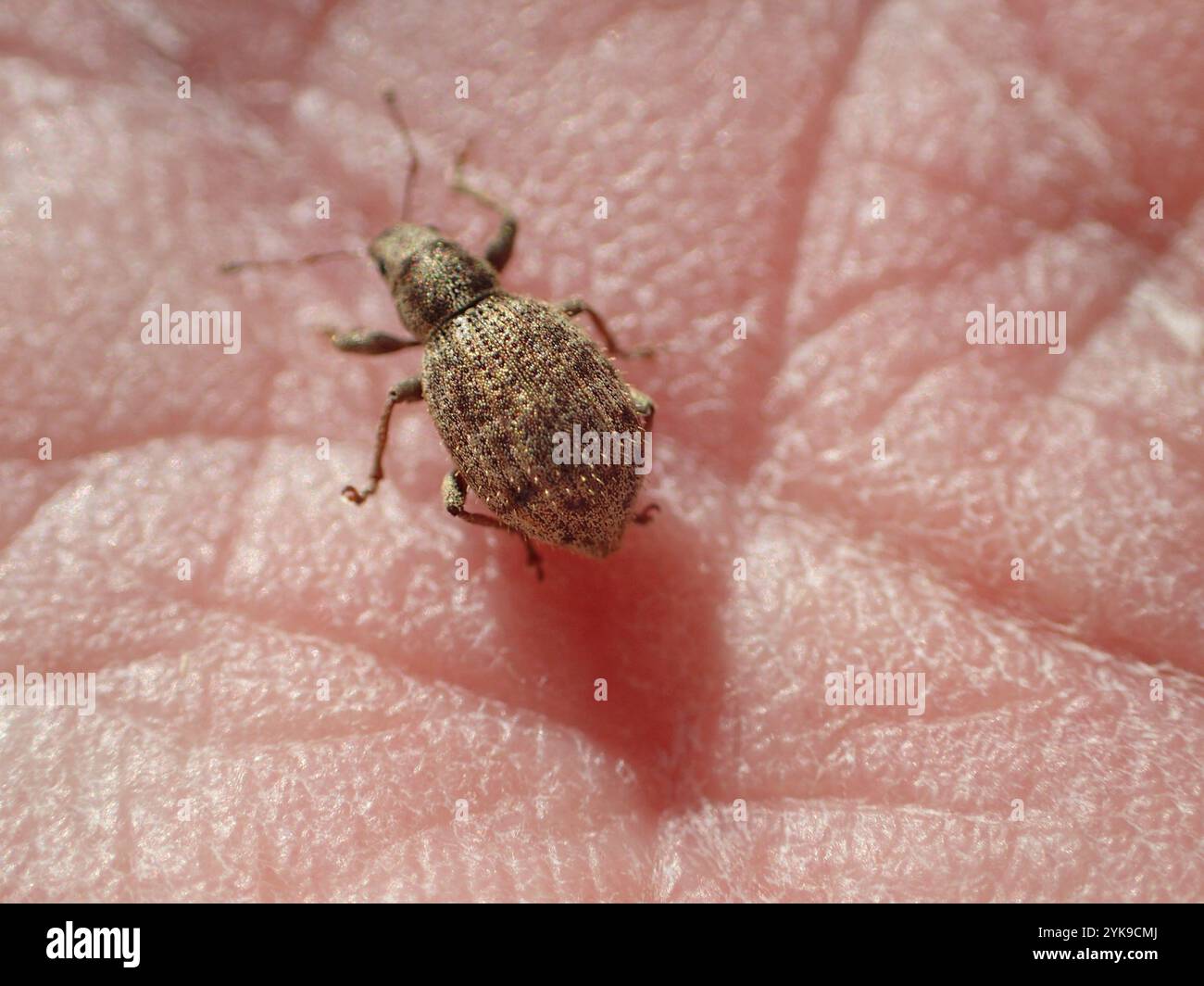 Strawberry Root Weevil (Sciaphilus asperatus Stock Photo - Alamy