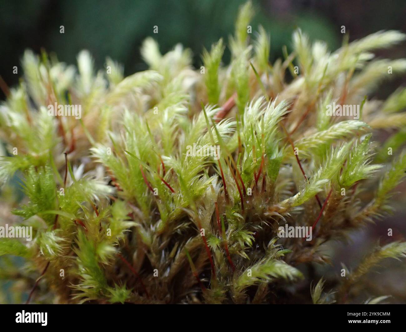 Whitish Feather-moss (Brachythecium albicans Stock Photo - Alamy
