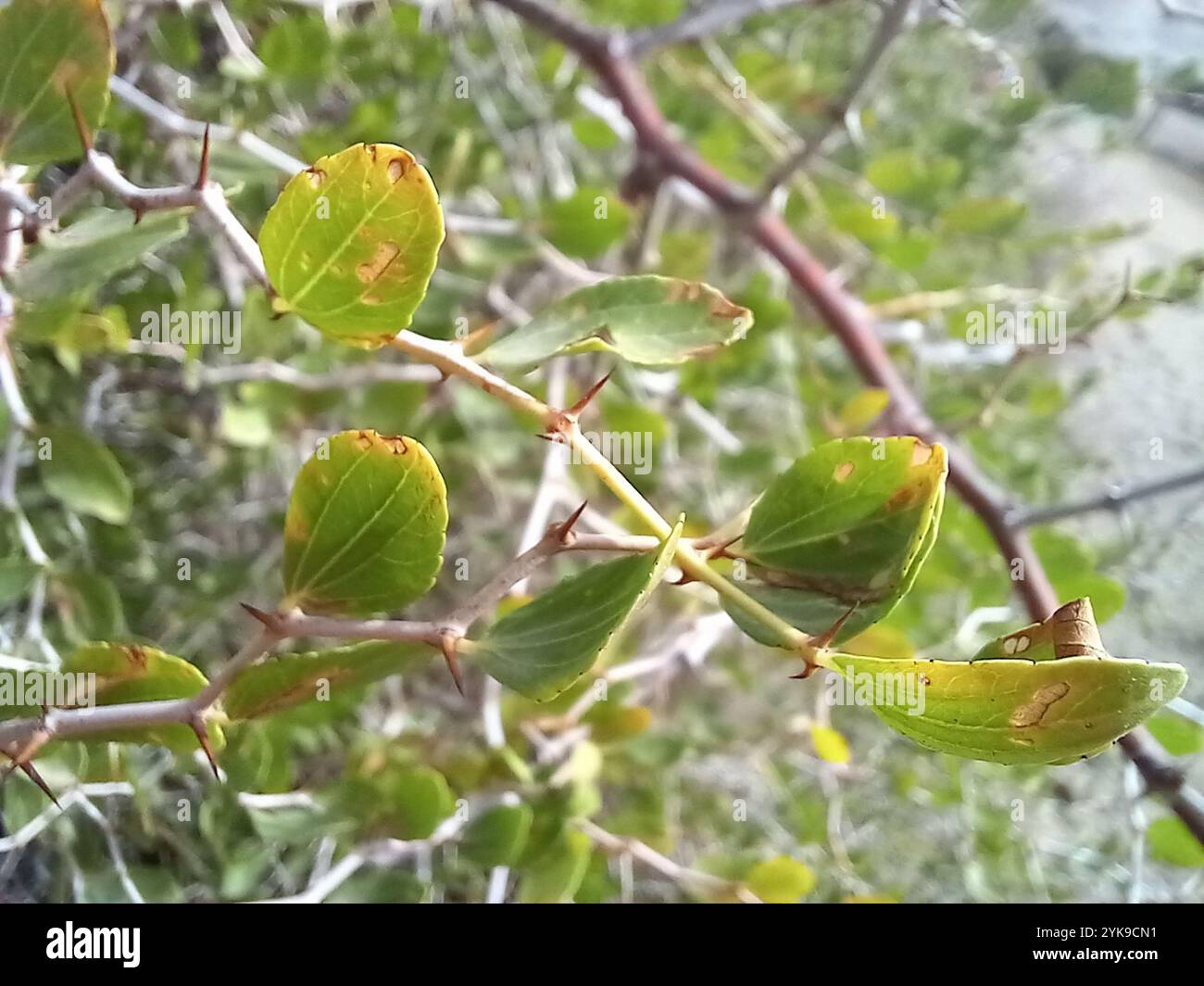 Lotus of the Lotophages (Ziziphus lotus Stock Photo - Alamy