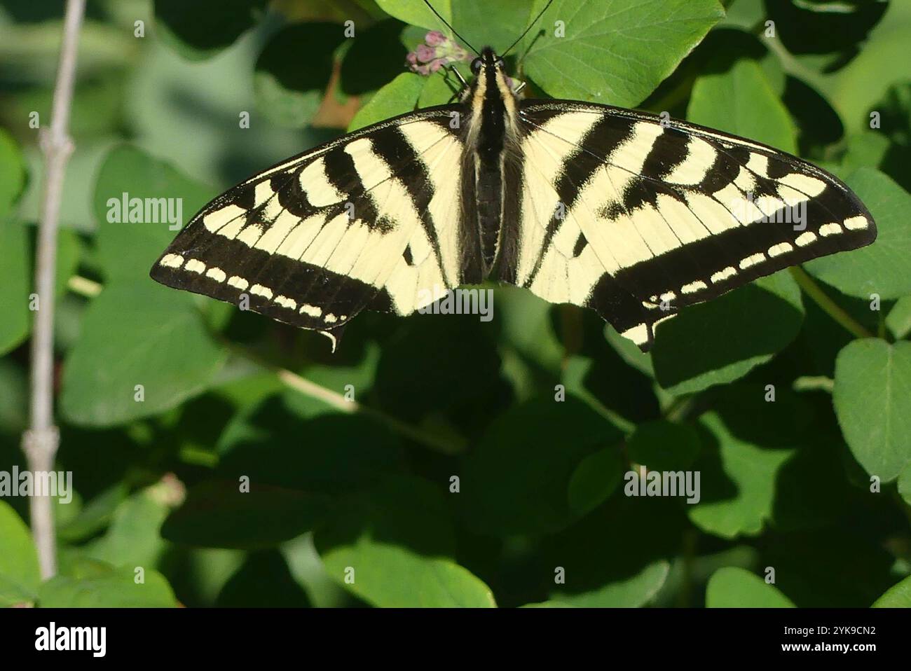 Tiger Swallowtails and Allies (Pterourus Stock Photo - Alamy