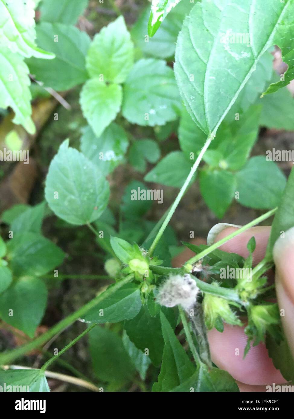 Deam's two-seeded mercury (Acalypha deamii Stock Photo - Alamy