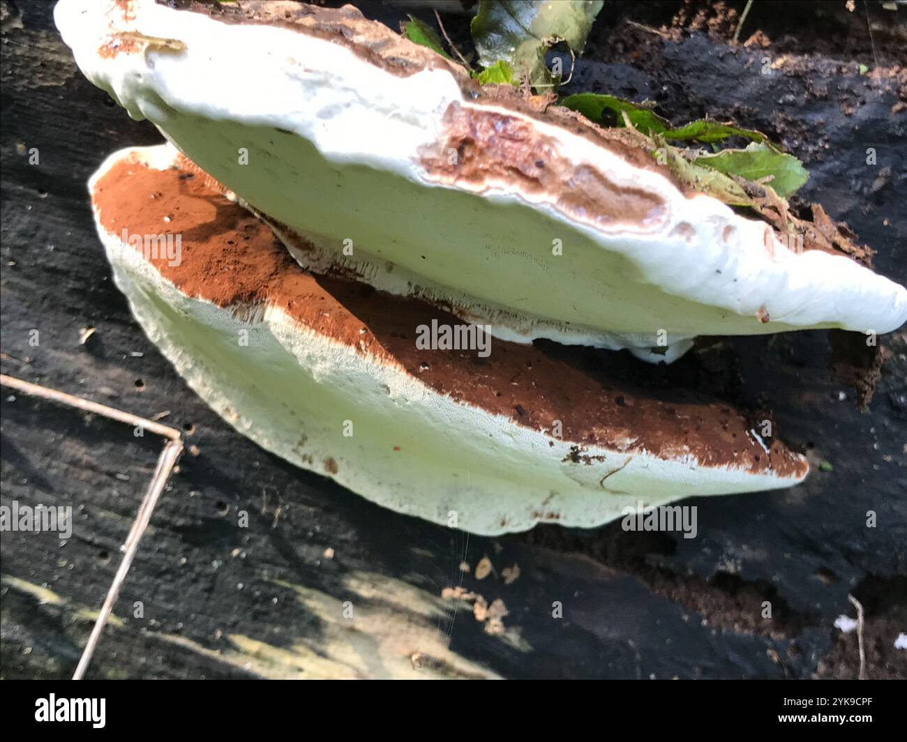 artist's bracket (Ganoderma applanatum Stock Photo - Alamy