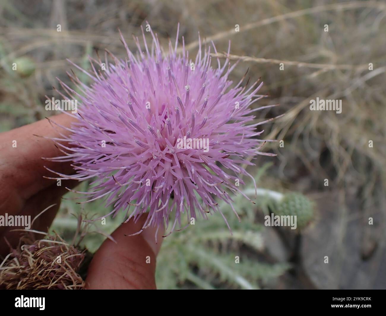 wavyleaf thistle (Cirsium undulatum Stock Photo - Alamy