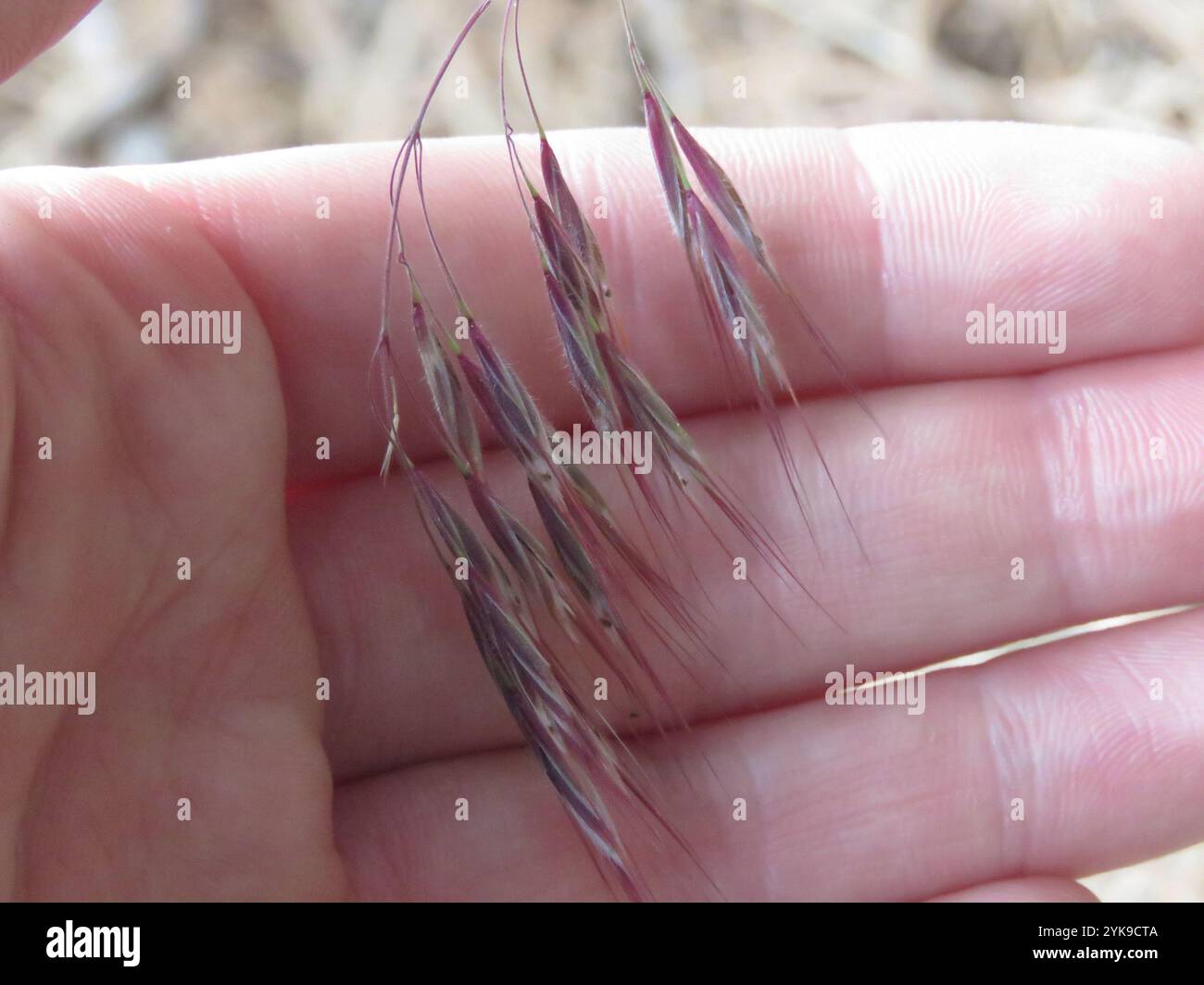 Cheatgrass (Bromus tectorum Stock Photo - Alamy