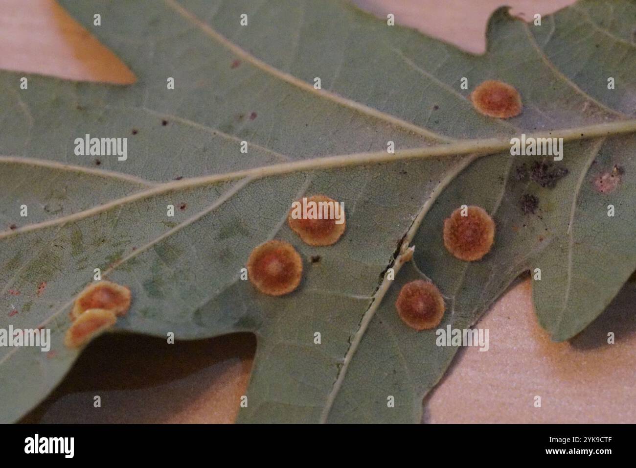 Common Spangle Gall Wasp (Neuroterus quercusbaccarum Stock Photo - Alamy