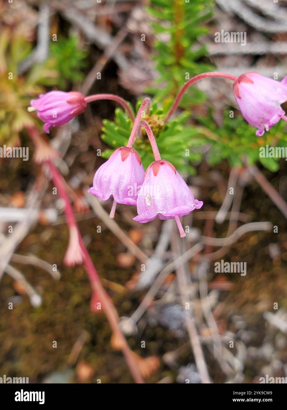 pink mountainheath (Phyllodoce empetriformis Stock Photo - Alamy