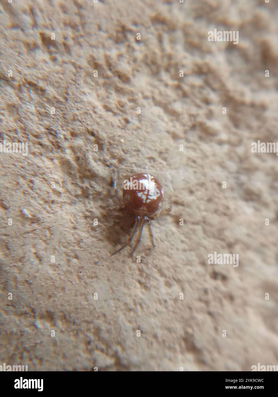 Triangulate Combfoot (Steatoda triangulosa Stock Photo - Alamy