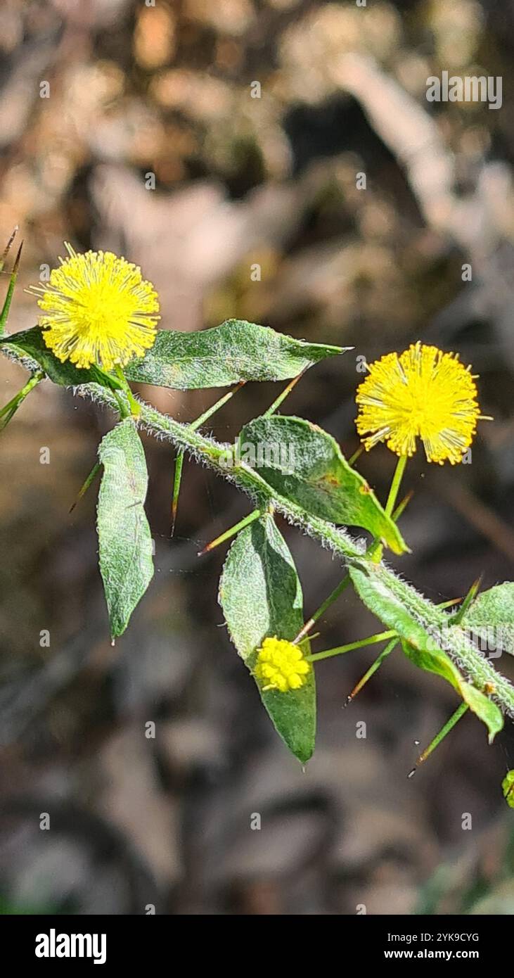 Kangaroo thorn (Acacia paradoxa Stock Photo - Alamy