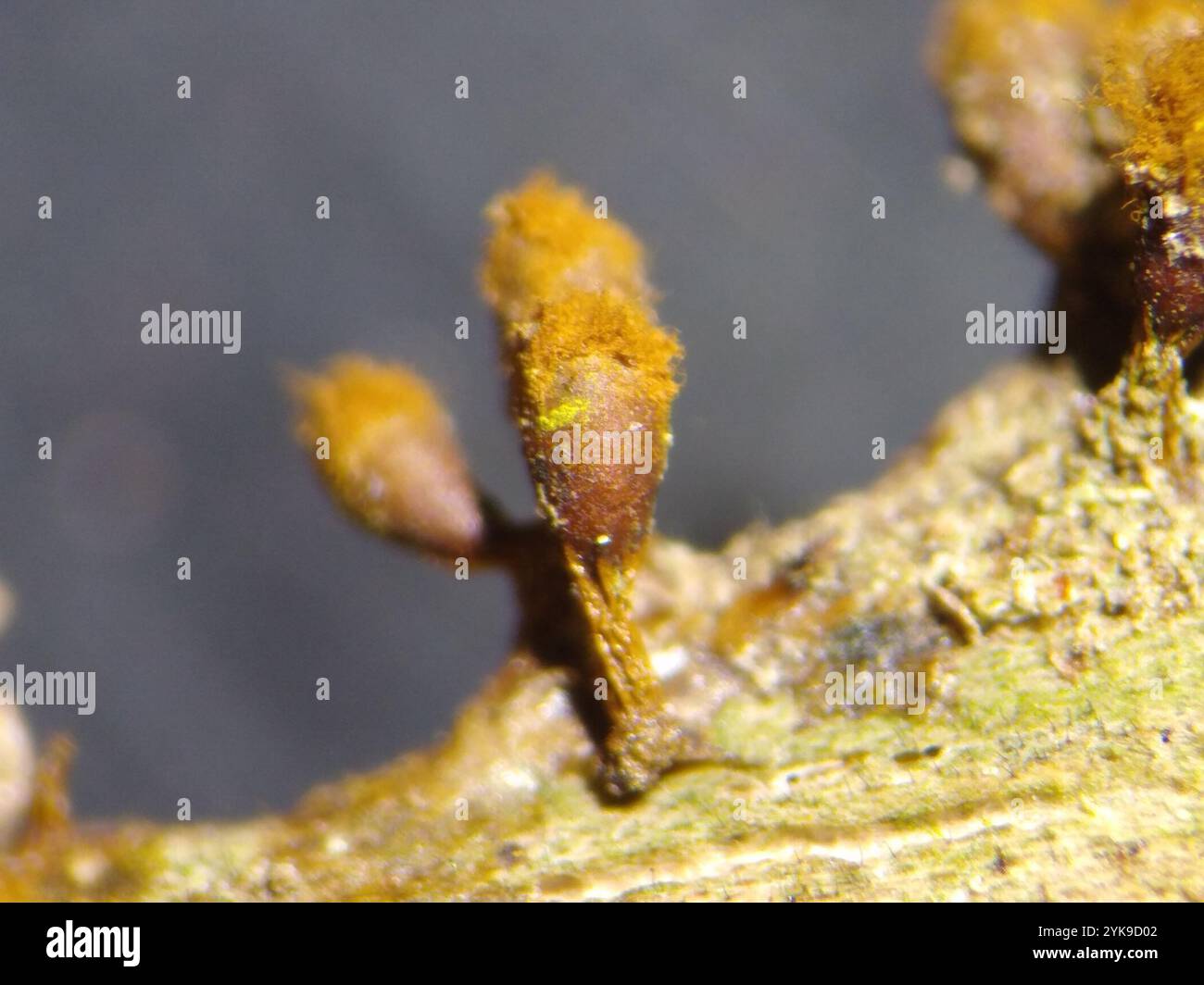 Trichia botrytis hi-res stock photography and images - Alamy