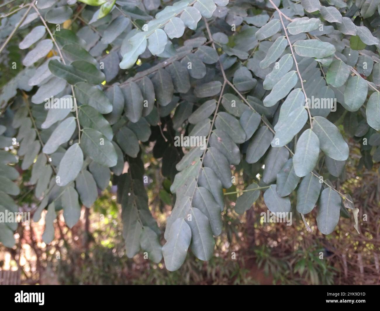 Saga Tree (Adenanthera pavonina Stock Photo - Alamy