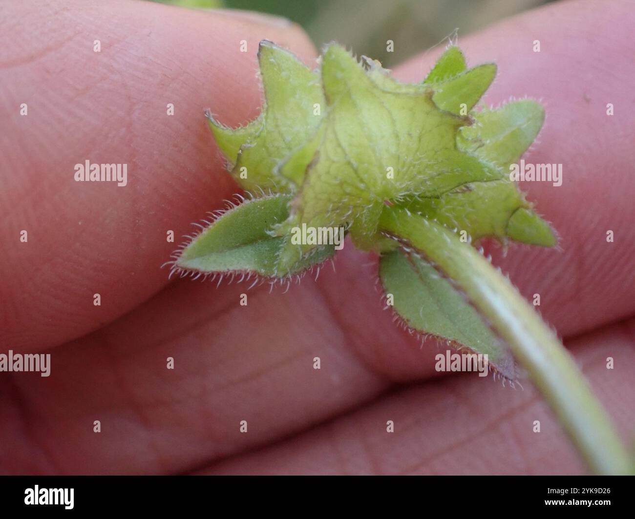 Asperugo procumbens hi-res stock photography and images - Alamy