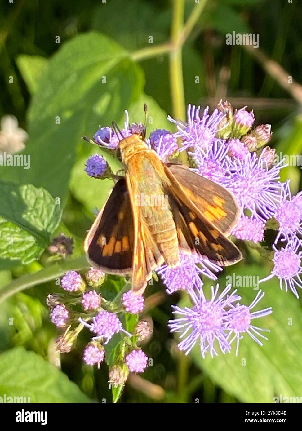 Fiery Skipper (Hylephila phyleus Stock Photo - Alamy