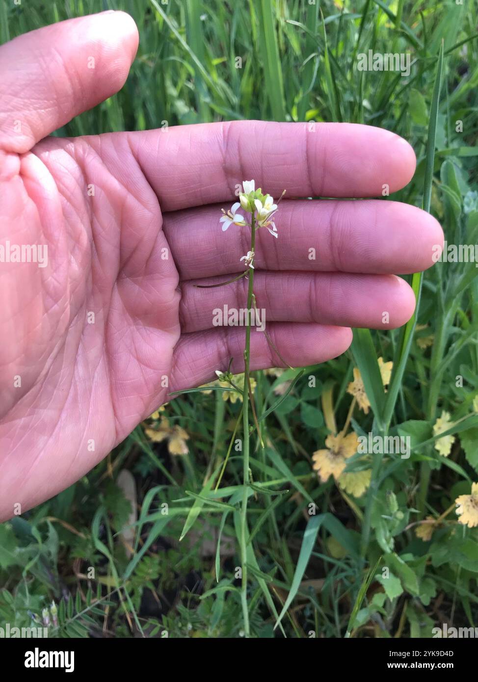 California mustard (Caulanthus lasiophyllus Stock Photo - Alamy